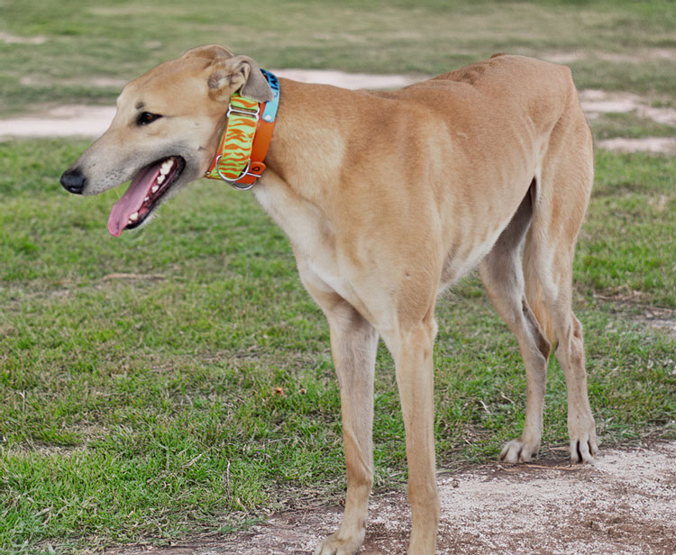Available Dogs - GPA-AZ