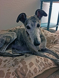 Available Dogs - GPA-AZ