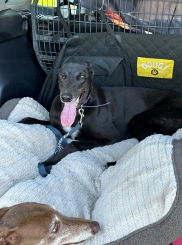 Available Dogs - GPA-AZ