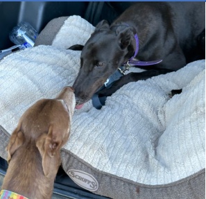 Available Dogs - GPA-AZ